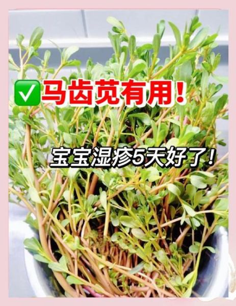马齿苋治皮肤病有效吗_马齿苋治哪些皮肤病-第1张图片-山城妙识