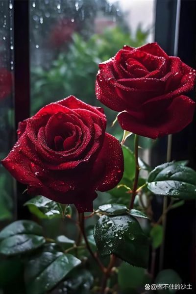 红玫瑰花图片高清壁纸_红玫瑰花图片怎么拍好看-第2张图片-山城妙识