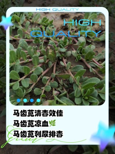 马齿苋治皮肤病有效吗_马齿苋治哪些皮肤病-第3张图片-山城妙识