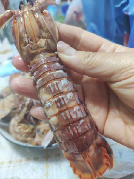 虾爬子怎么吃_虾爬子怎么剥壳最快-第1张图片-山城妙识 虾爬子怎么吃_虾爬子怎么剥壳最快-第1张图片-山城妙识