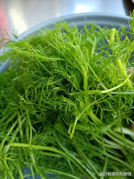 小茴香怎么吃_小茴香的正确吃法-第1张图片-山城妙识 小茴香怎么吃_小茴香的正确吃法-第1张图片-山城妙识