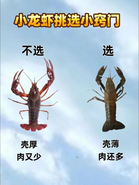 长期吃小龙虾的危害_小龙虾吃多了会怎么样-第3张图片-山城妙识