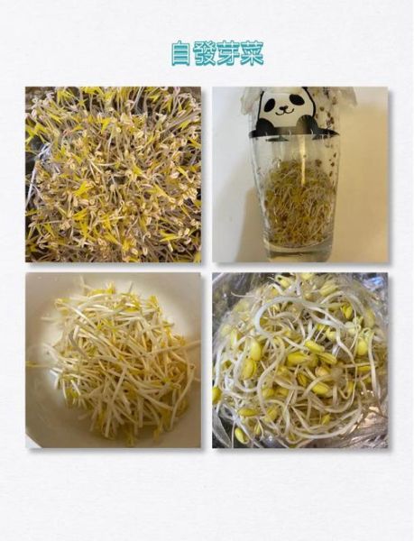 在家怎么发绿豆芽_绿豆芽最简单的方法-第1张图片-山城妙识