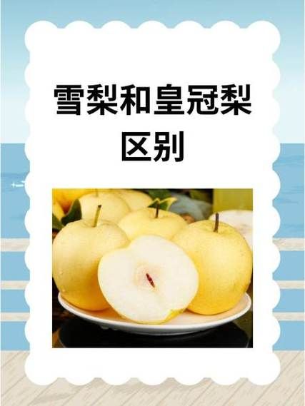 雪梨长什么样_雪梨和普通梨的区别-第2张图片-山城妙识 雪梨长什么样_雪梨和普通梨的区别-第2张图片-山城妙识