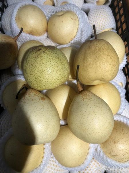 雪梨长什么样_雪梨和普通梨的区别-第3张图片-山城妙识 雪梨长什么样_雪梨和普通梨的区别-第3张图片-山城妙识