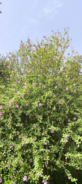 八角丁虫子有毒吗_八角丁虫子咬了怎么办-第1张图片-山城妙识