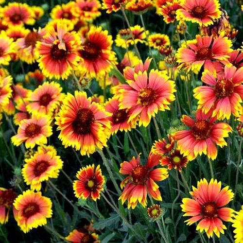 天人菊怎么养_天人菊种子多久发芽-第3张图片-山城妙识