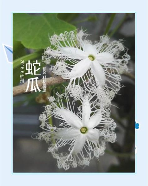 蛇瓜什么时候种最合适_蛇瓜怎么种才能高产-第1张图片-山城妙识 蛇瓜什么时候种最合适_蛇瓜怎么种才能高产-第1张图片-山城妙识