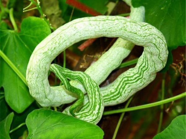 蛇瓜什么时候种最合适_蛇瓜怎么种才能高产-第3张图片-山城妙识 蛇瓜什么时候种最合适_蛇瓜怎么种才能高产-第3张图片-山城妙识