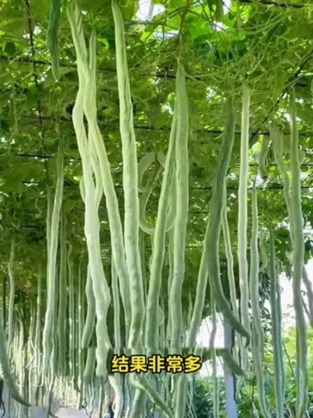 蛇瓜什么时候种最合适_蛇瓜怎么种才能高产-第2张图片-山城妙识 蛇瓜什么时候种最合适_蛇瓜怎么种才能高产-第2张图片-山城妙识