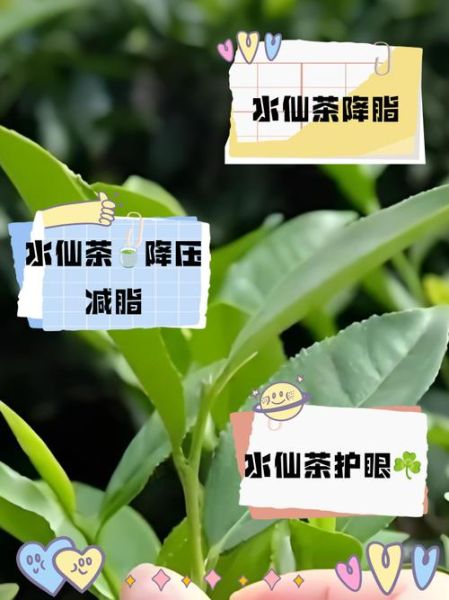 水仙茶的功效与作用_水仙茶适合什么人喝-第2张图片-山城妙识