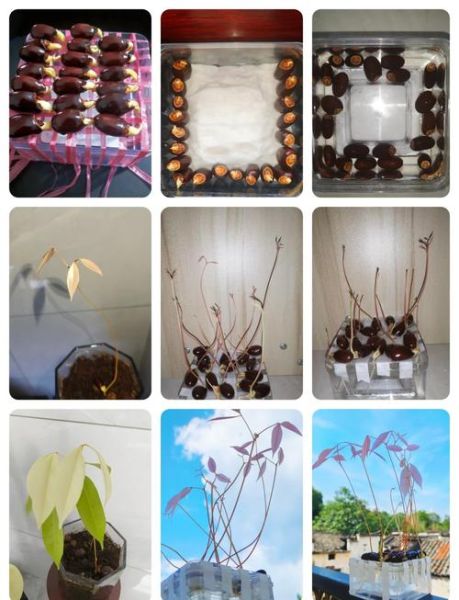 荔枝核能种出盆栽吗_荔枝核怎么种出盆栽-第1张图片-山城妙识 荔枝核能种出盆栽吗_荔枝核怎么种出盆栽-第1张图片-山城妙识