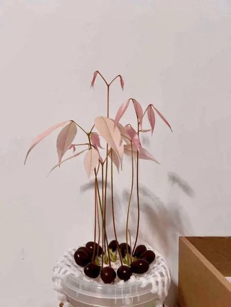 荔枝核能种出盆栽吗_荔枝核怎么种出盆栽-第3张图片-山城妙识 荔枝核能种出盆栽吗_荔枝核怎么种出盆栽-第3张图片-山城妙识