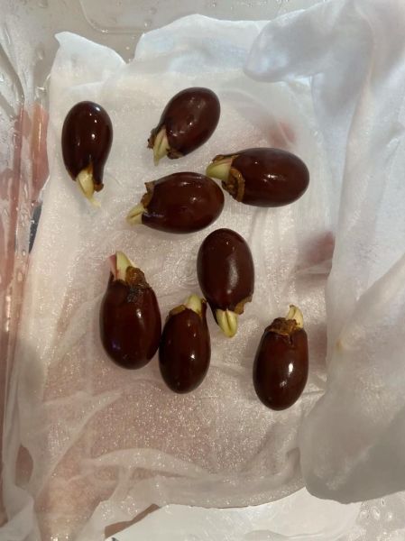 荔枝核能种出盆栽吗_荔枝核怎么种出盆栽-第2张图片-山城妙识 荔枝核能种出盆栽吗_荔枝核怎么种出盆栽-第2张图片-山城妙识