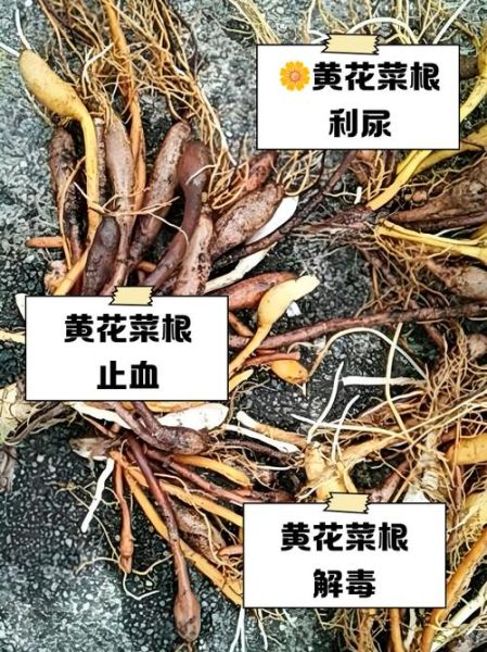 黄花菜的功效与作用_黄花菜能治什么病-第3张图片-山城妙识