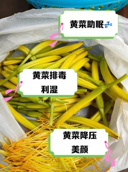 黄花菜的功效与作用_黄花菜能治什么病-第2张图片-山城妙识