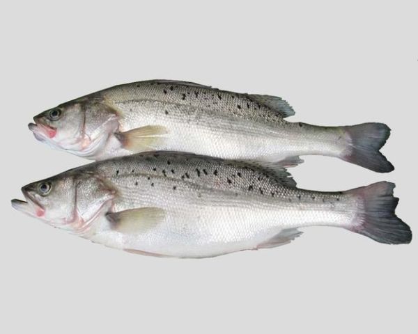 鲈鱼有几种_常见鲈鱼品种大全-第1张图片-山城妙识 鲈鱼有几种_常见鲈鱼品种大全-第1张图片-山城妙识