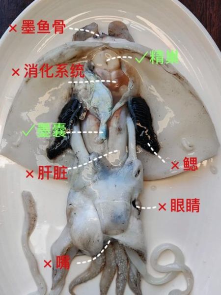墨鱼怎么处理干净_墨鱼清洗内脏步骤-第1张图片-山城妙识
