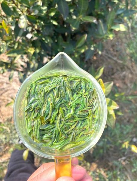 六安瓜片怎么泡_六安瓜片多少钱一斤-第1张图片-山城妙识