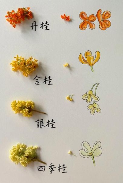 桂花图片大全_如何挑选高清桂花图-第2张图片-山城妙识 桂花图片大全_如何挑选高清桂花图-第2张图片-山城妙识