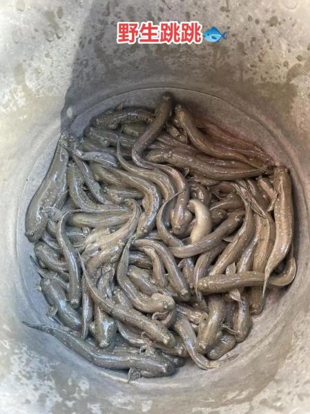 跳跳鱼怎么抓_跳跳鱼抓法技巧-第1张图片-山城妙识