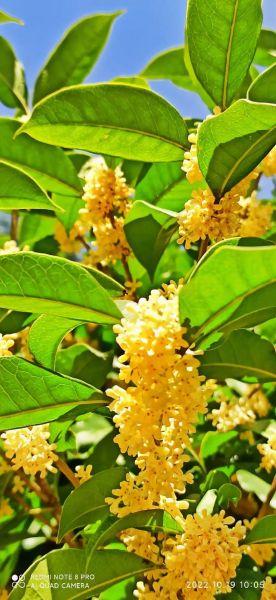 桂花图片大全_如何挑选高清桂花图-第3张图片-山城妙识 桂花图片大全_如何挑选高清桂花图-第3张图片-山城妙识