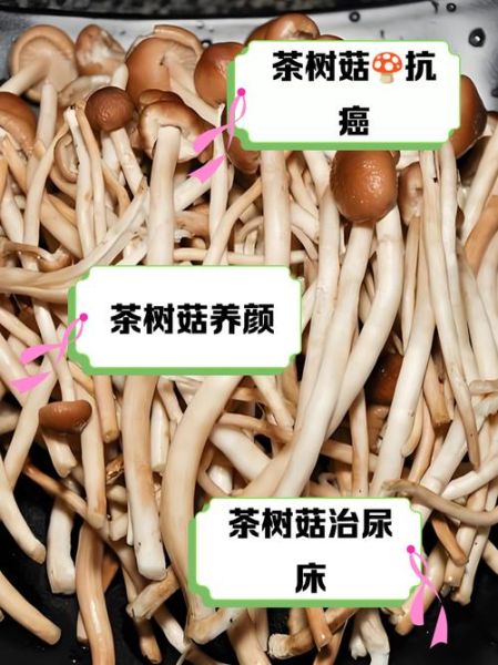 茶树菇不焯水有毒吗_茶树菇焯水多久才安全-第1张图片-山城妙识 茶树菇不焯水有毒吗_茶树菇焯水多久才安全-第1张图片-山城妙识
