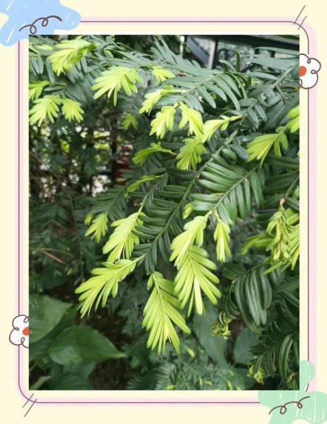 红豆杉树图片大全_如何辨别真假红豆杉-第2张图片-山城妙识