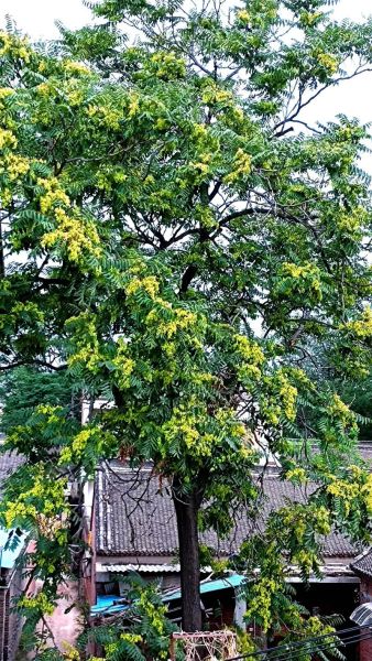 吃了臭椿有什么后果_中毒症状多久出现-第1张图片-山城妙识 吃了臭椿有什么后果_中毒症状多久出现-第1张图片-山城妙识