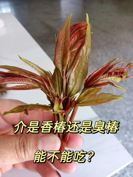 吃了臭椿有什么后果_中毒症状多久出现-第2张图片-山城妙识 吃了臭椿有什么后果_中毒症状多久出现-第2张图片-山城妙识