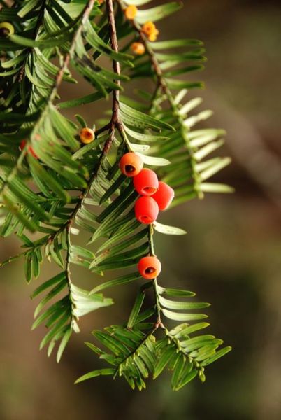 红豆杉树图片大全_如何辨别真假红豆杉-第3张图片-山城妙识