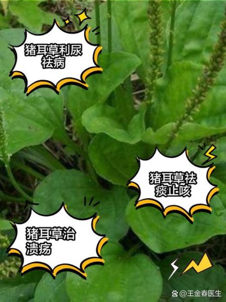 猪耳朵草泡水喝的功效_猪耳朵草泡水喝的禁忌-第1张图片-山城妙识