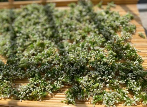 东北韭菜花酱怎么做_韭菜花酱能保存多久-第3张图片-山城妙识