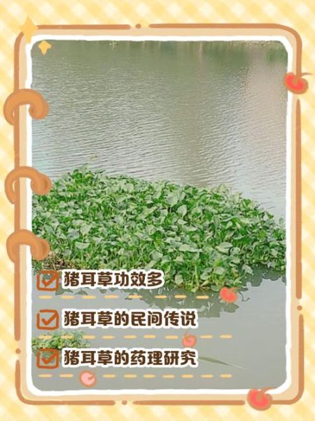 猪耳朵草泡水喝的功效_猪耳朵草泡水喝的禁忌-第2张图片-山城妙识