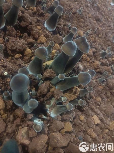 黑皮鸡枞菌图片怎么辨别真假_黑皮鸡枞菌与鸡枞菌区别-第3张图片-山城妙识