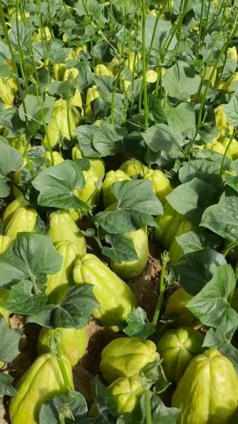 佛手瓜好吃吗_佛手瓜什么味道-第2张图片-山城妙识