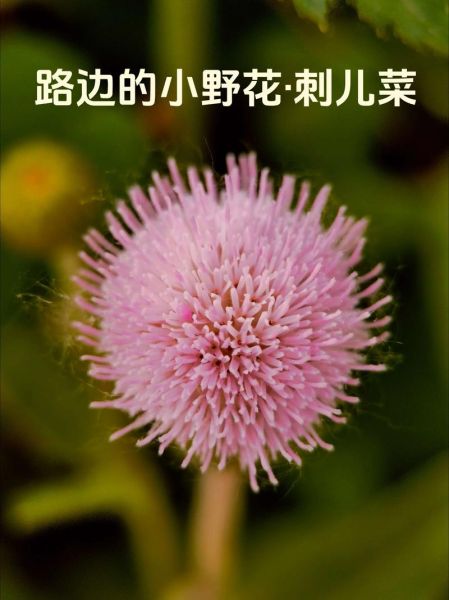 小蓟图片怎么识别_小蓟与刺儿菜区别-第1张图片-山城妙识 小蓟图片怎么识别_小蓟与刺儿菜区别-第1张图片-山城妙识