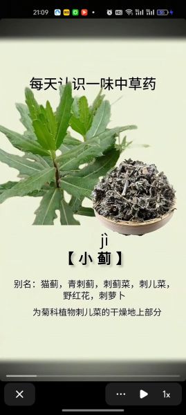 小蓟图片怎么识别_小蓟与刺儿菜区别-第2张图片-山城妙识 小蓟图片怎么识别_小蓟与刺儿菜区别-第2张图片-山城妙识
