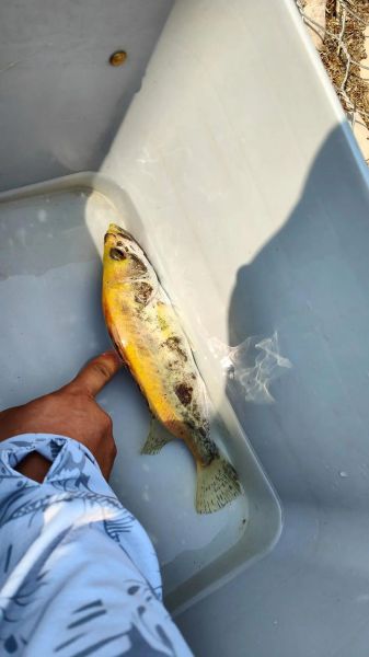 黄金桂鱼和桂鱼区别_哪个更好吃-第1张图片-山城妙识 黄金桂鱼和桂鱼区别_哪个更好吃-第1张图片-山城妙识