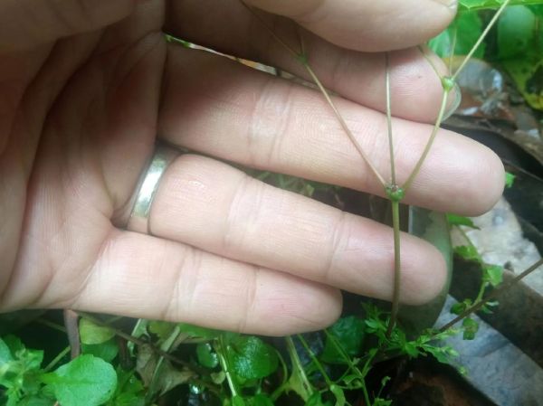 仙灵脾别名是什么_仙灵脾和淫羊藿区别-第2张图片-山城妙识 仙灵脾别名是什么_仙灵脾和淫羊藿区别-第2张图片-山城妙识