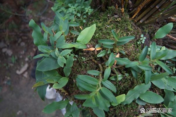 仙灵脾别名是什么_仙灵脾和淫羊藿区别-第3张图片-山城妙识 仙灵脾别名是什么_仙灵脾和淫羊藿区别-第3张图片-山城妙识