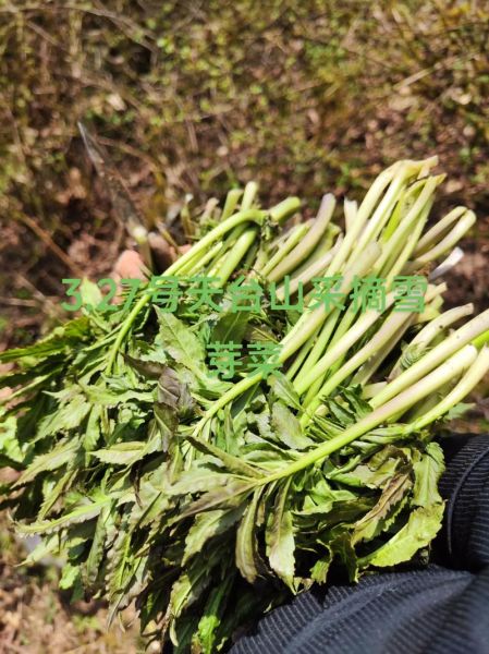 盐菜是什么菜_盐菜和酸菜的区别-第2张图片-山城妙识