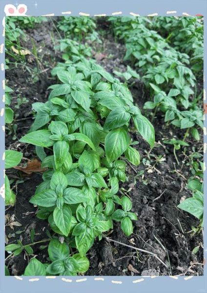 罗勒和九层塔的区别_哪个更香-第2张图片-山城妙识