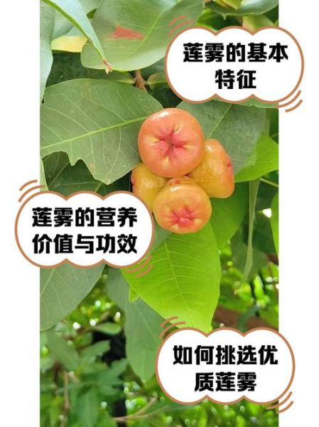 莲雾果的功效与禁忌_孕妇能吃吗-第3张图片-山城妙识