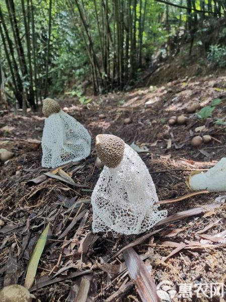 竹荪多少钱一斤2021_竹荪价格行情-第3张图片-山城妙识 竹荪多少钱一斤2021_竹荪价格行情-第3张图片-山城妙识