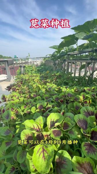 笕菜怎么种_笕菜和菠菜的区别-第1张图片-山城妙识