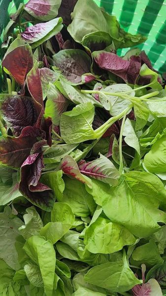 笕菜怎么种_笕菜和菠菜的区别-第2张图片-山城妙识