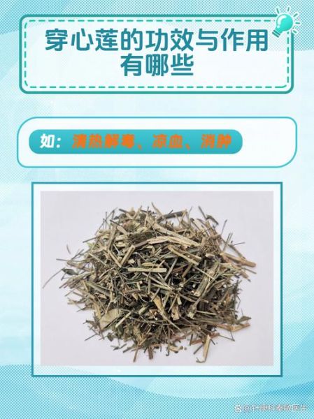 穿心莲的功效与作用_穿心莲的副作用有哪些-第2张图片-山城妙识