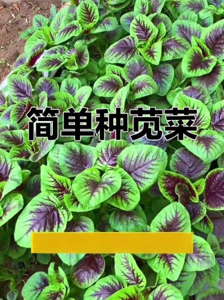 笕菜怎么种_笕菜和菠菜的区别-第3张图片-山城妙识
