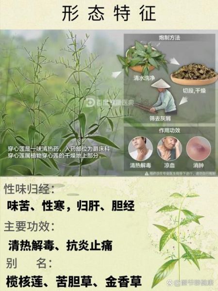 穿心莲的功效与作用_穿心莲的副作用有哪些-第3张图片-山城妙识